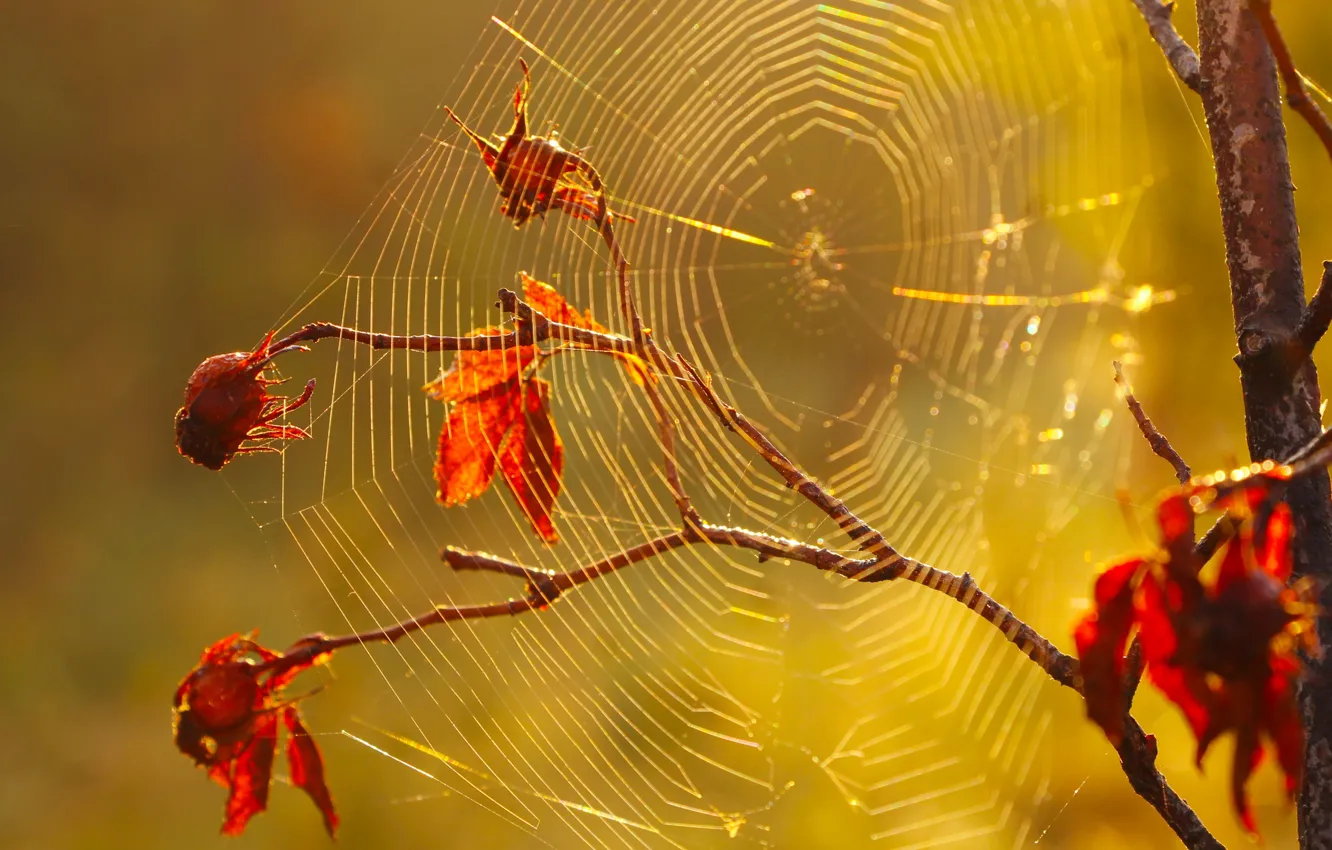 Wallpaper autumn, morning, twig, spiders Web for mobile and desktop ...