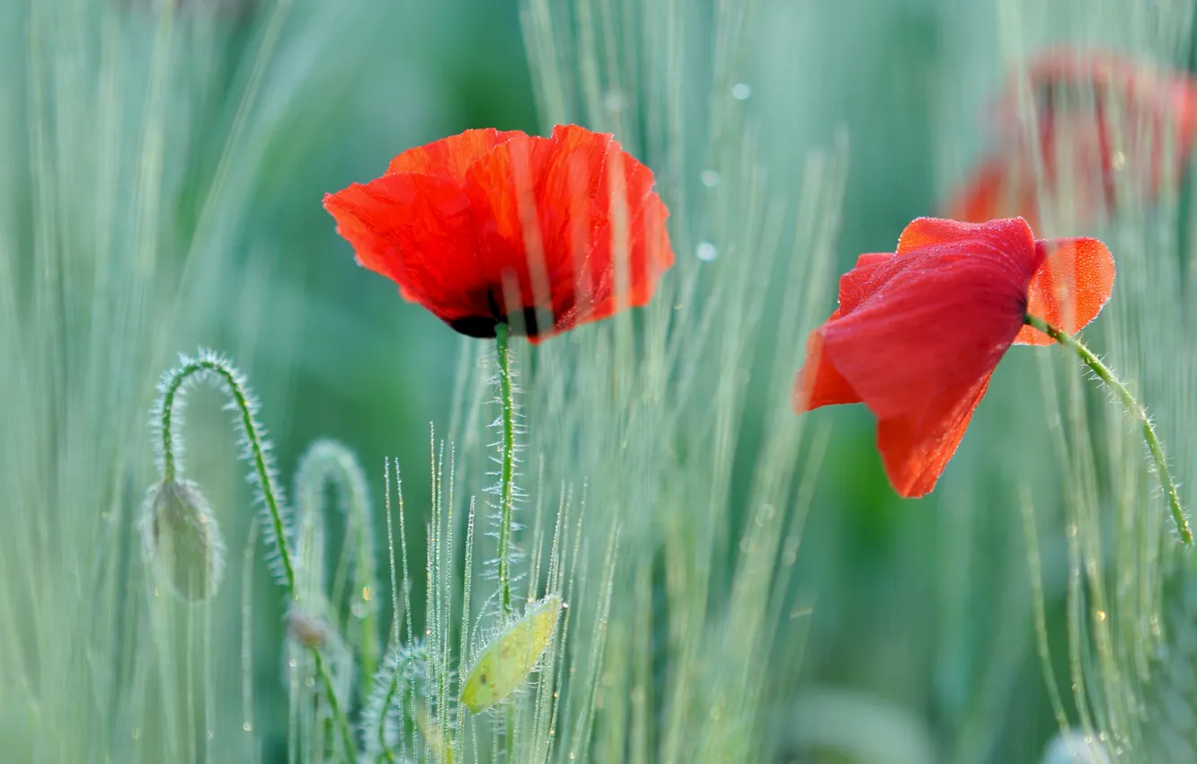 Wallpaper summer, flowers, Maki, red, ears, buds, cereals, green ...
