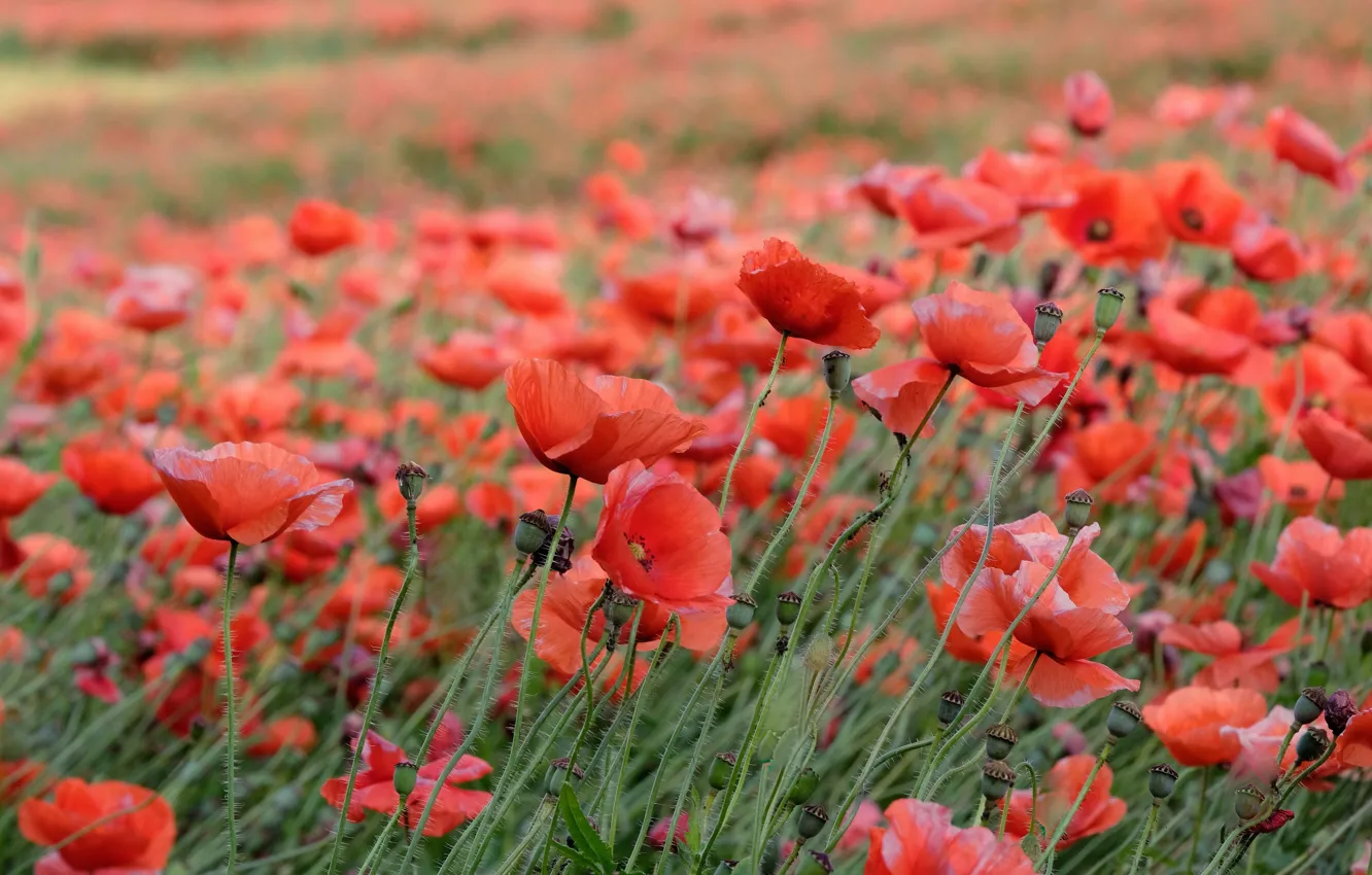 Wallpaper Flowers Maki Poppy Field For Mobile And Desktop Section