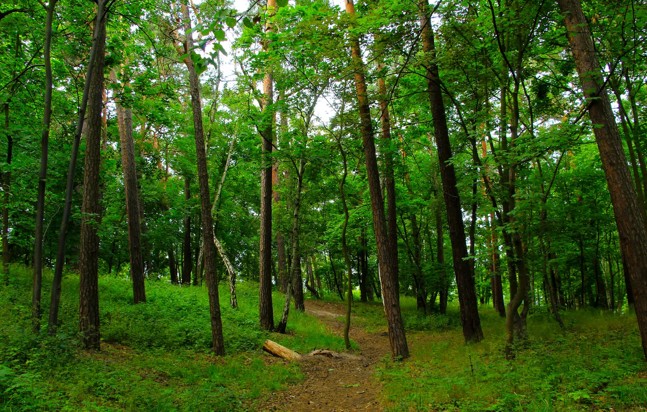 Wallpaper forest, trees, park for mobile and desktop, section пейзажи ...