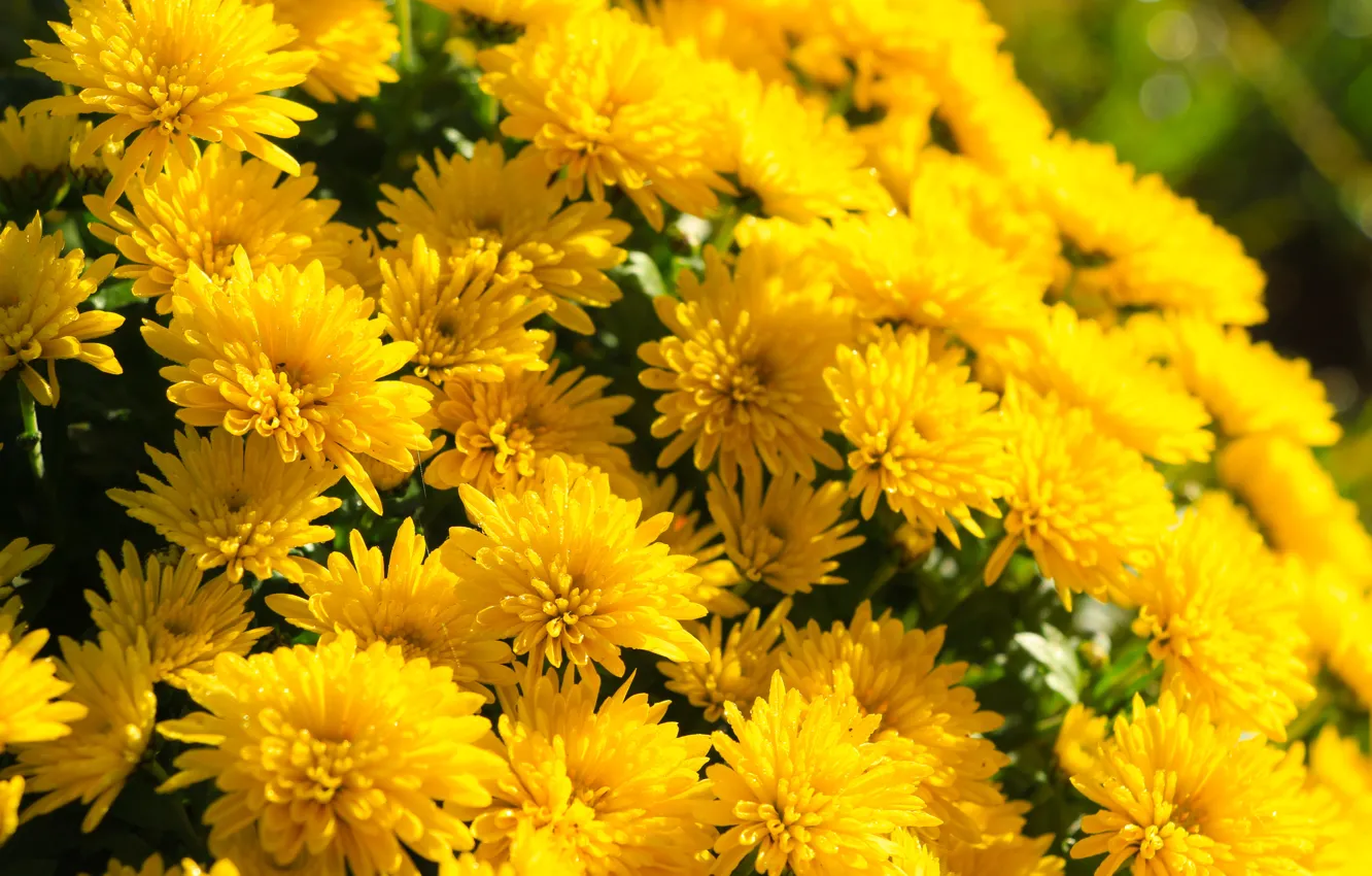 Wallpaper flower, yellow, blooming, aster for mobile and desktop ...