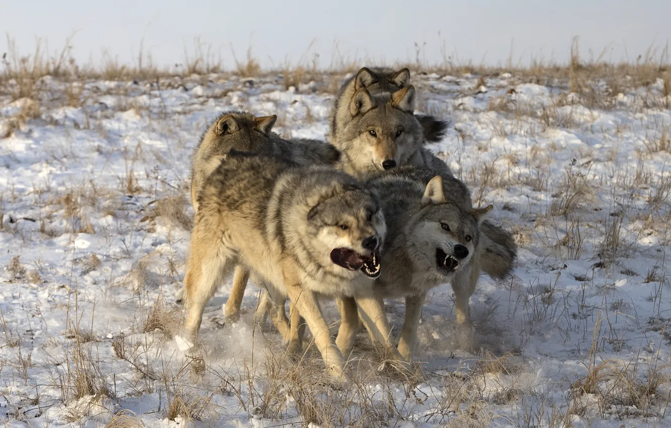 Wallpaper fantasy, nature, art, snow, predator, face, animal, wolf for ...