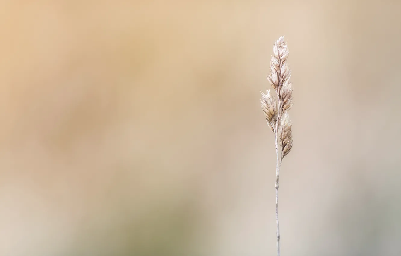 Wallpaper grass, background, Standing Tall images for desktop, section ...