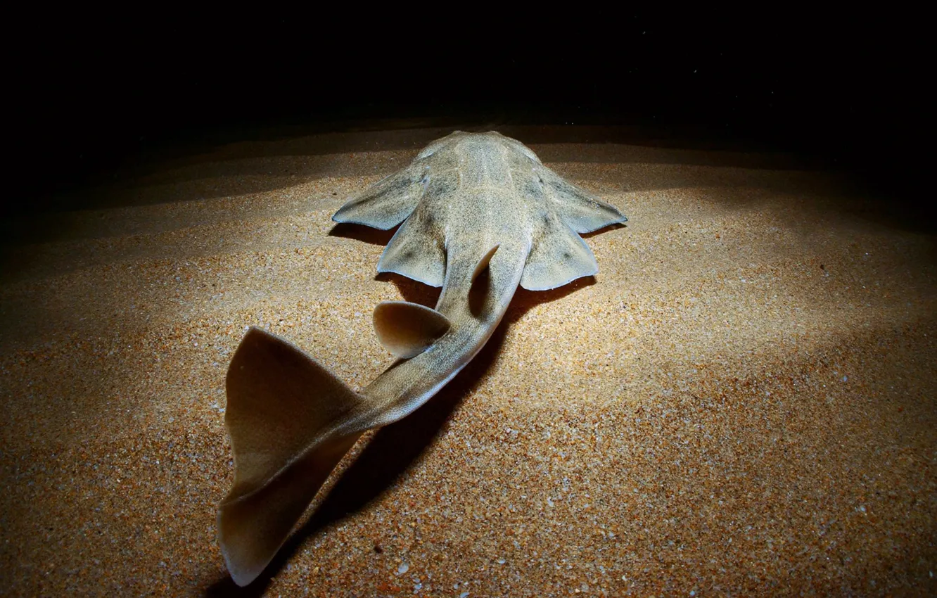 Wallpaper sand, sea, water, the ocean, danger, fish, predator, shark ...