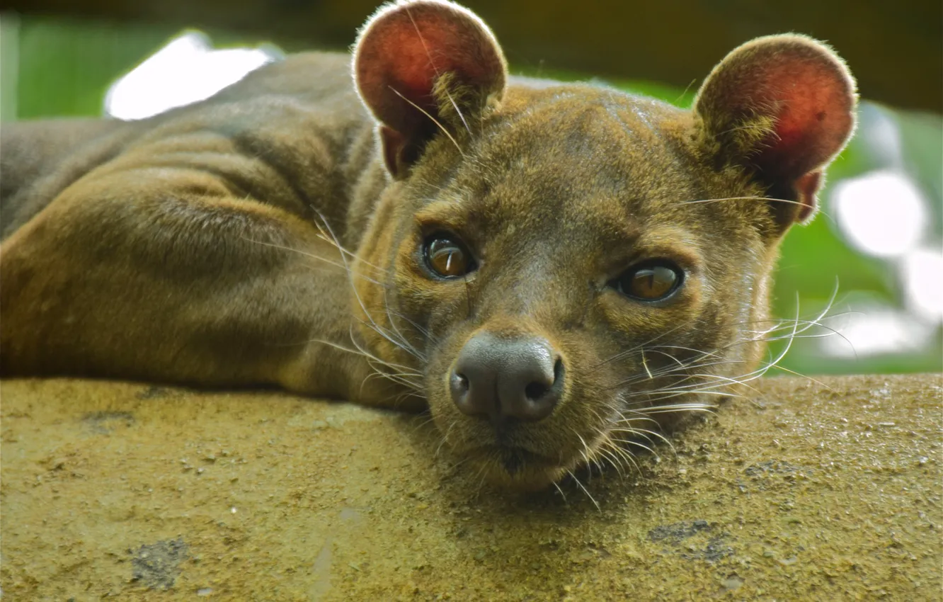 Wallpaper look, face, Fossa images for desktop, section животные - download