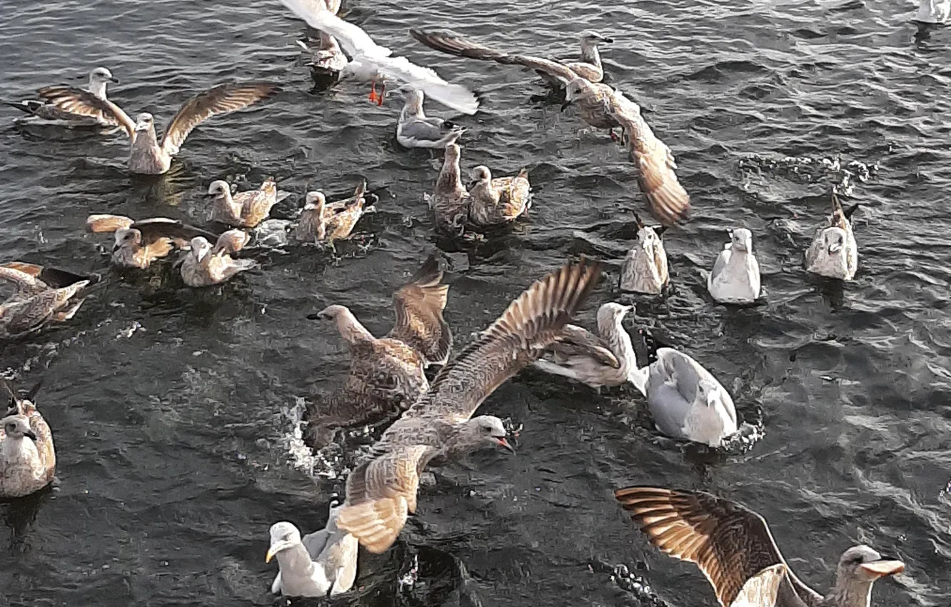 Wallpaper morze, birds, Gulls images for desktop, section животные ...