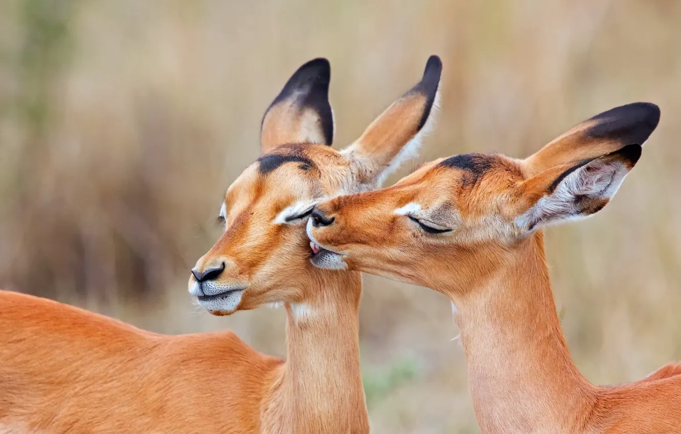 Wallpaper two, kiss, South Africa, Impala, charapata antelope images ...