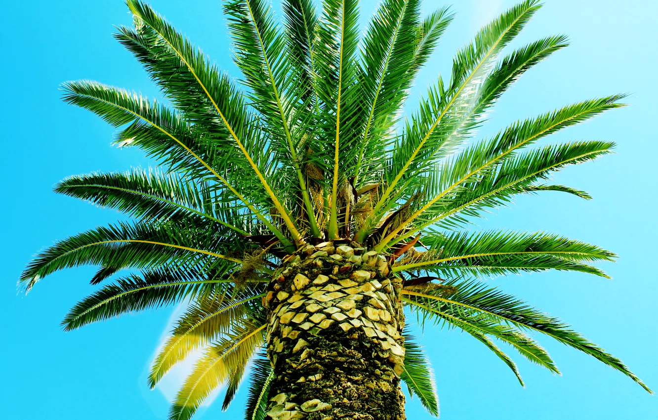 Wallpaper the sky, leaves, Palma, tree, green images for desktop ...