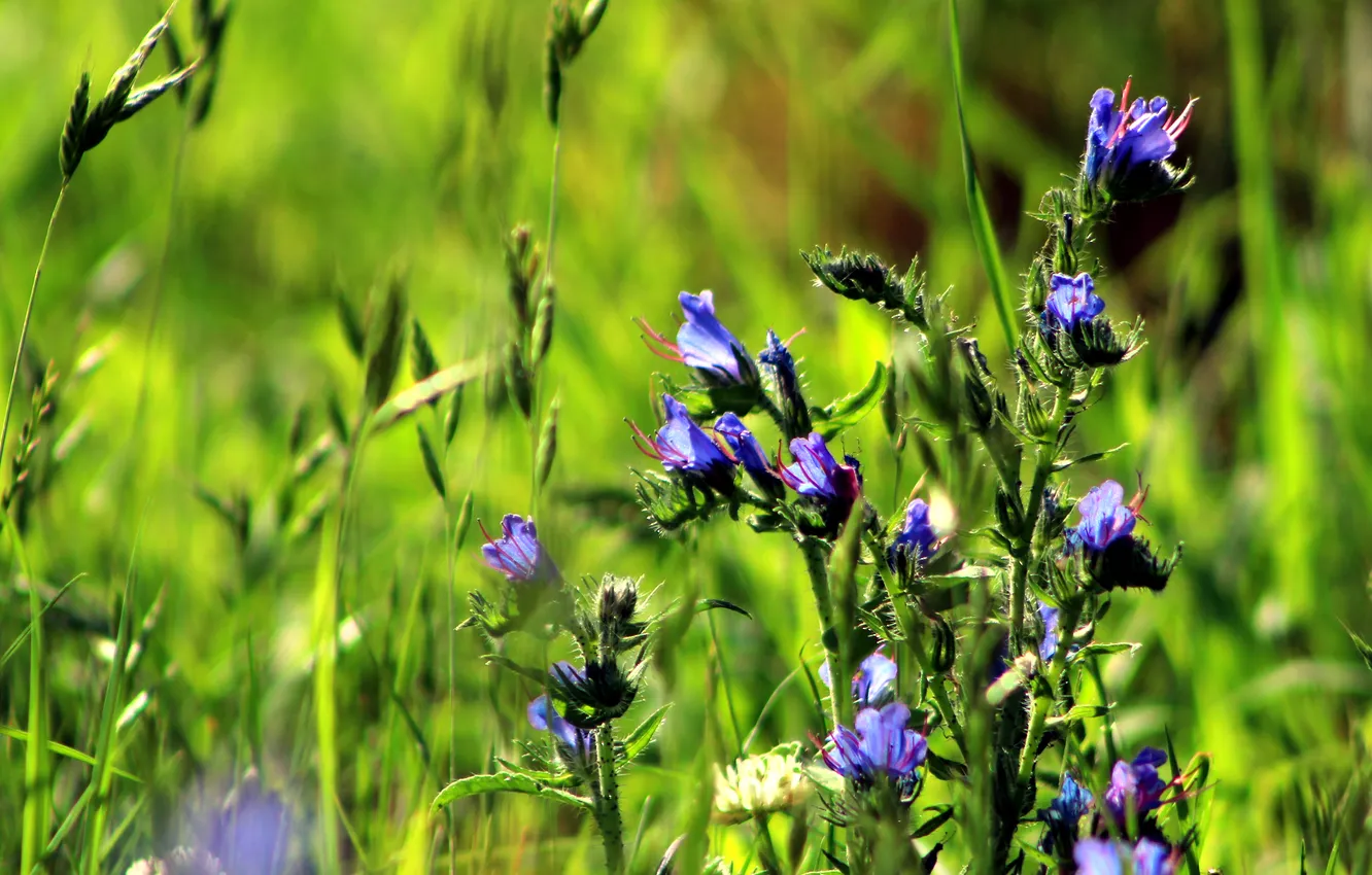 Wallpaper flower, blue, meadow for mobile and desktop, section природа ...