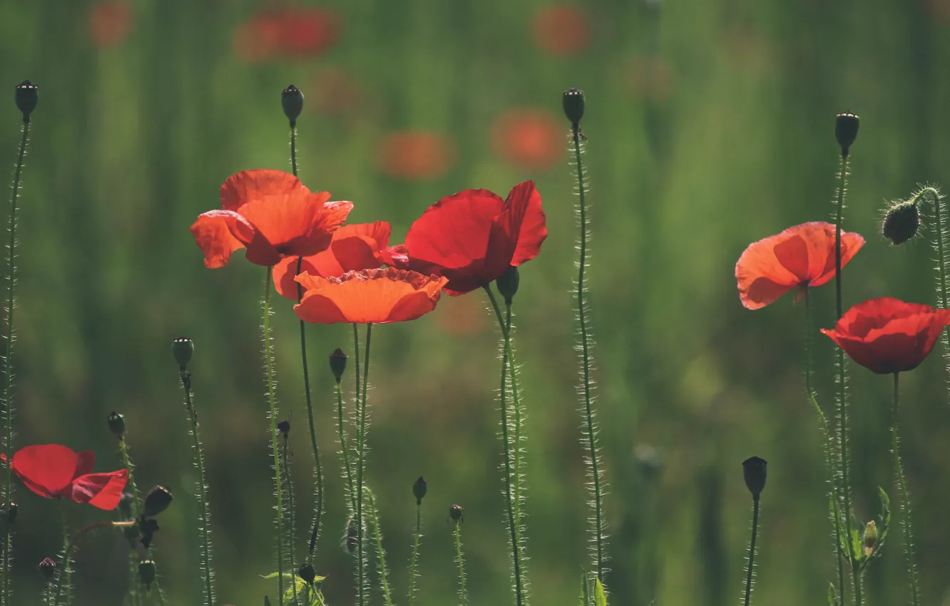 Wallpaper field, flowers, Mac, Maki, red, green background, poppy for ...