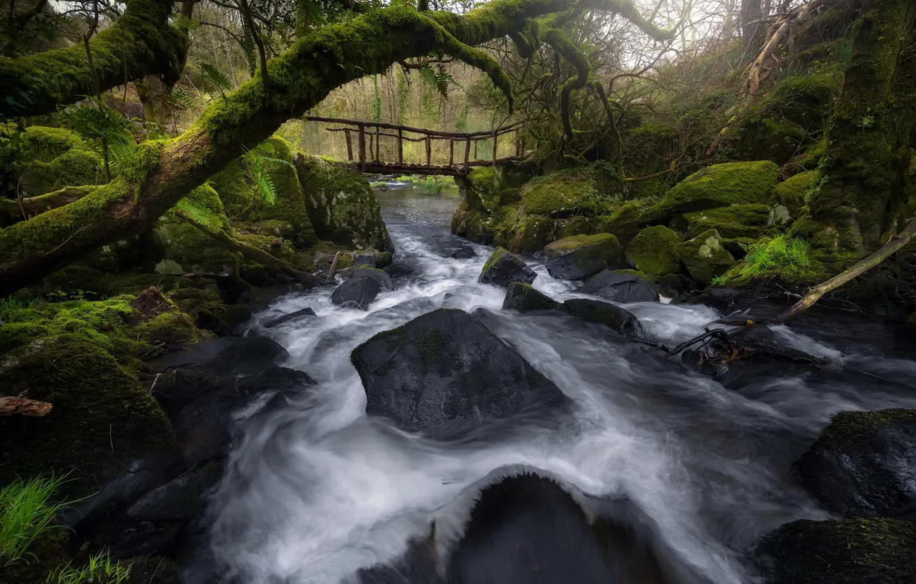 Wallpaper forest, bridge, river for mobile and desktop, section природа ...