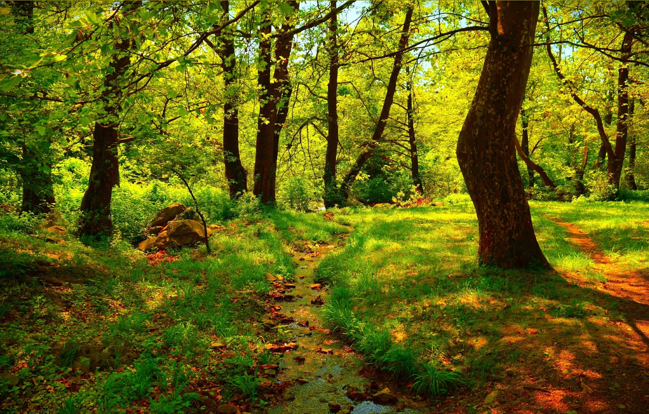 Wallpaper Grass, Spring, Path, Trees, Grass, Spring, Trees images for ...