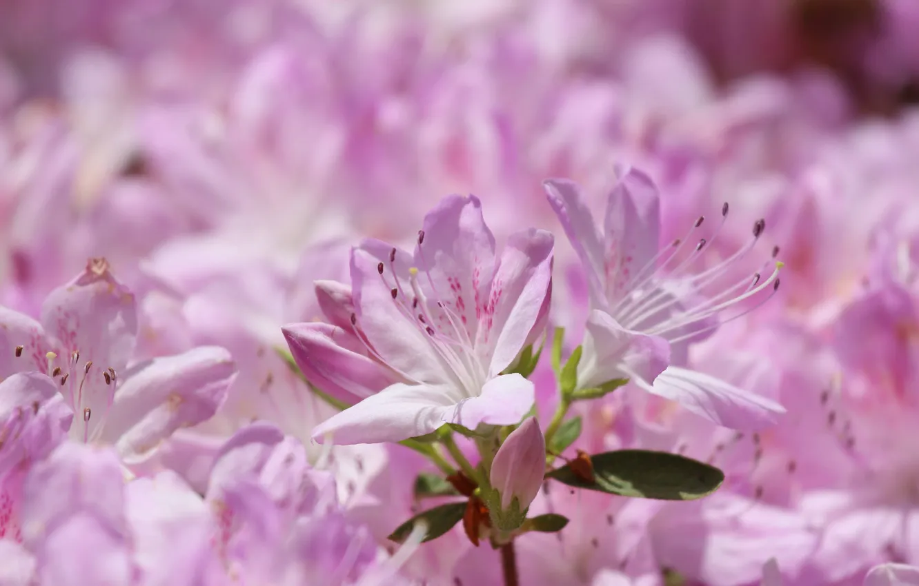 Wallpaper macro, pink, Azalea for mobile and desktop, section цветы ...