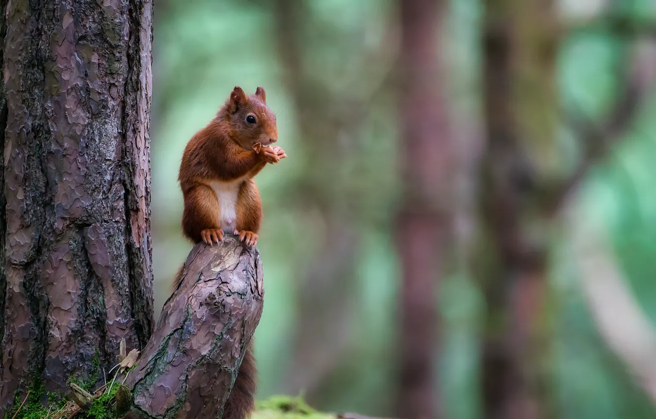 Wallpaper forest, nature, tree, animal, protein, trunk, snag, animal ...