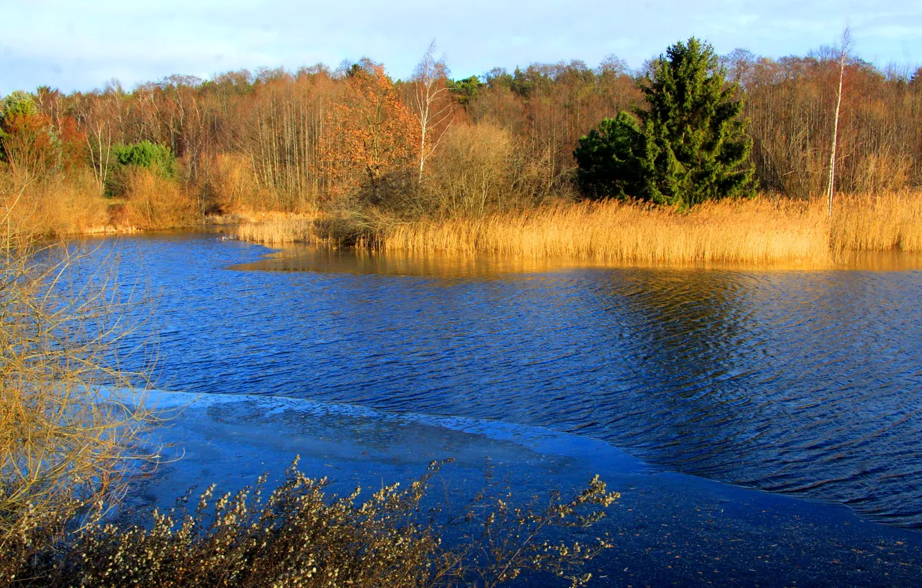 Wallpaper park, spring, water, lake, tree for mobile and desktop ...