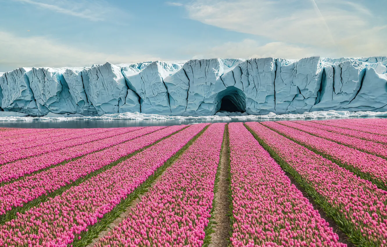 Wallpaper field, the sky, flowers, spring, glacier, tulips, plantation ...