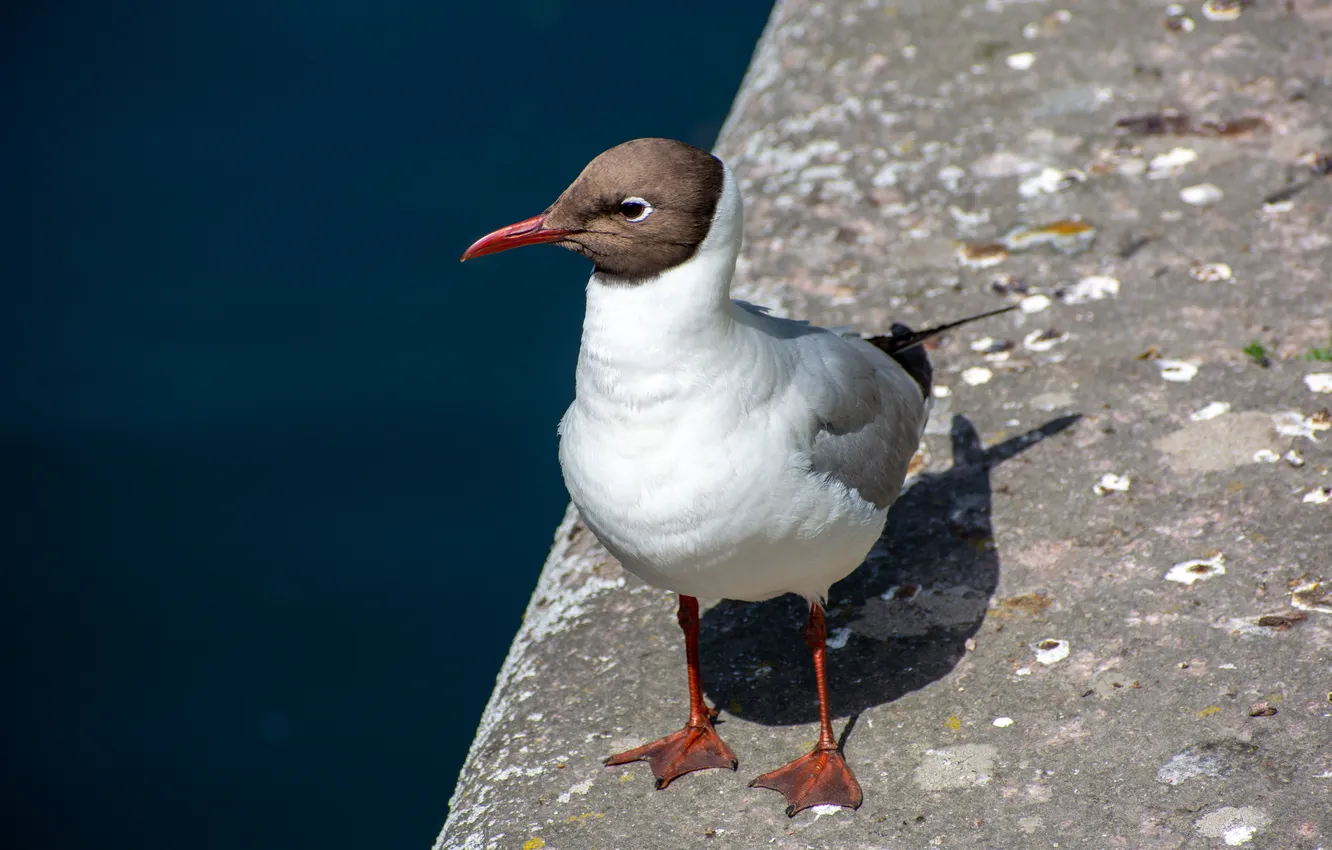 Wallpaper water, birds, nature, stone, seagulls, Seagull for mobile and ...