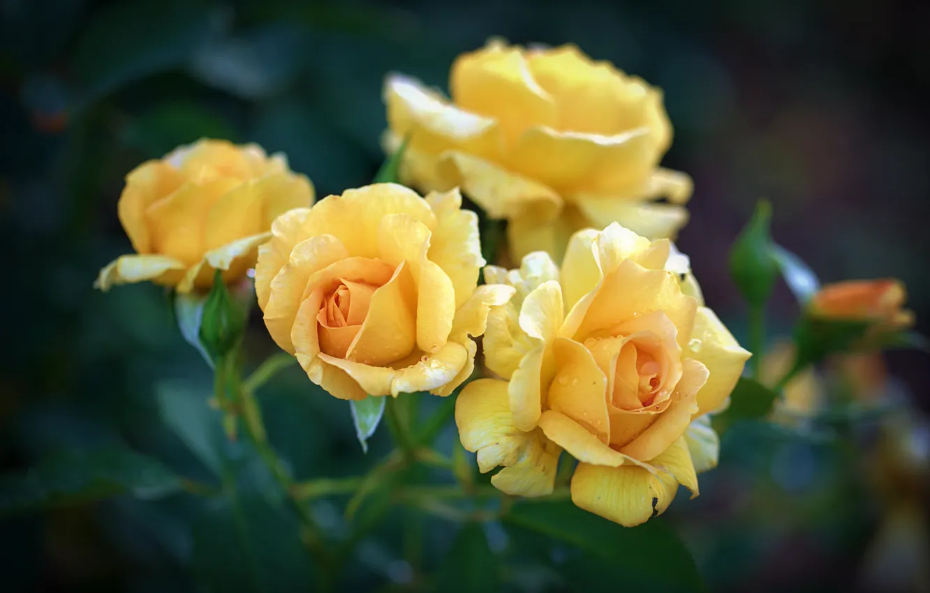 Wallpaper flowers, yellow, roses, garden for mobile and desktop ...