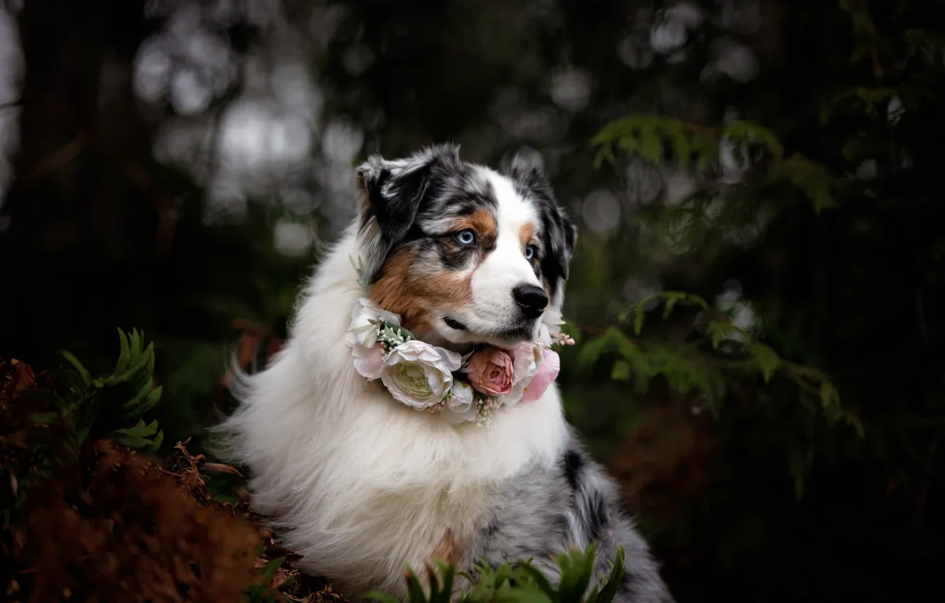 Wallpaper look, nature, pose, dog, face, Aussie for mobile and desktop ...