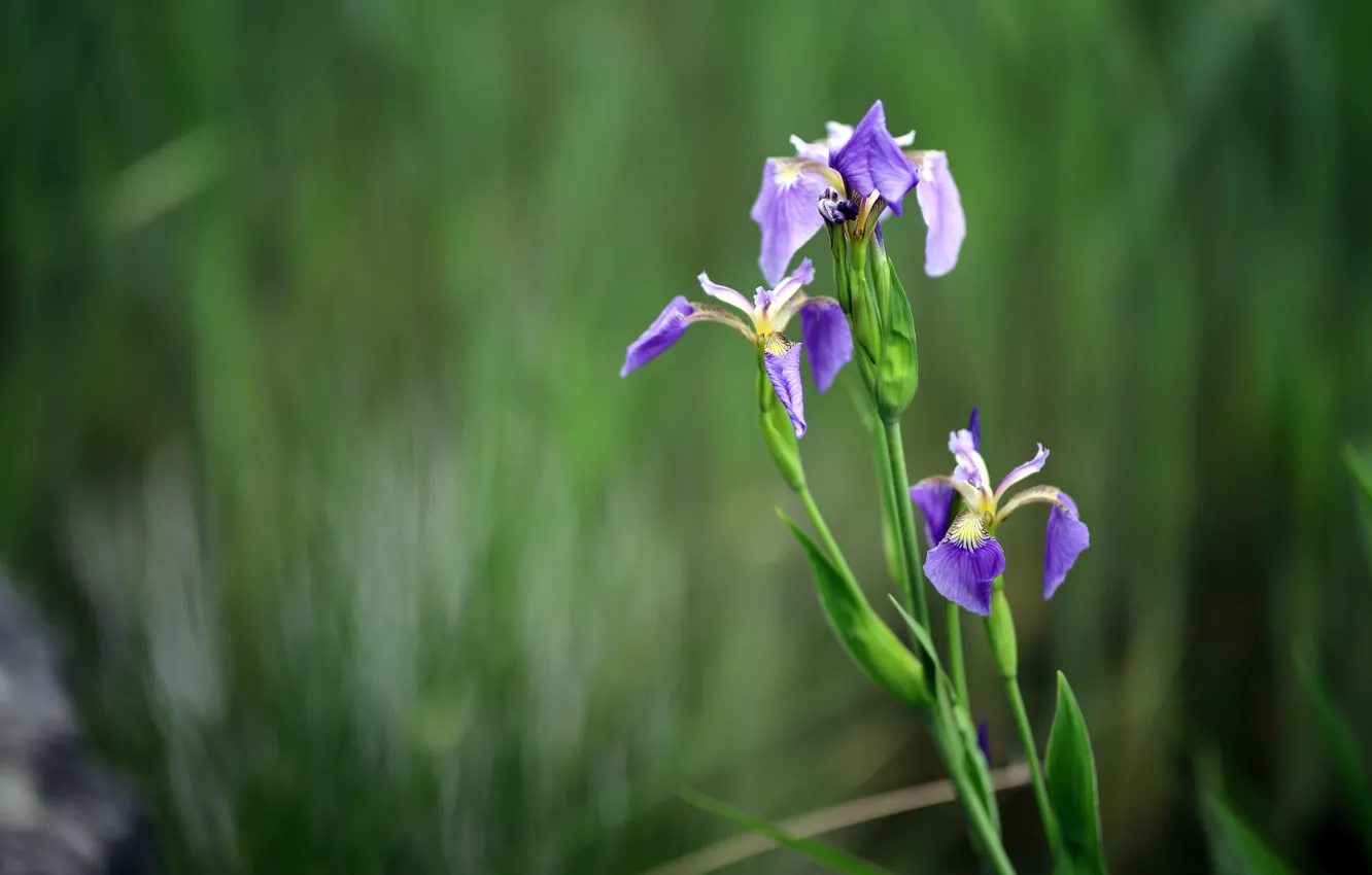 Wallpaper flowers, blur, spring, irises, green background, lilac, bokeh ...