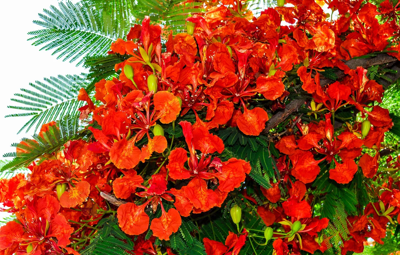 Wallpaper summer, trees, flowers, branches, red, bright, spring ...