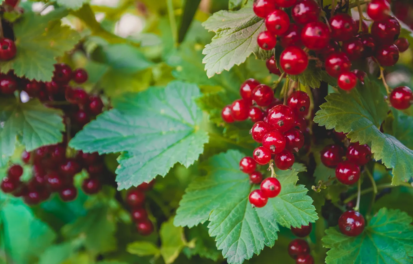 Wallpaper greens, leaves, berries, garden, red, currants, bokeh ...