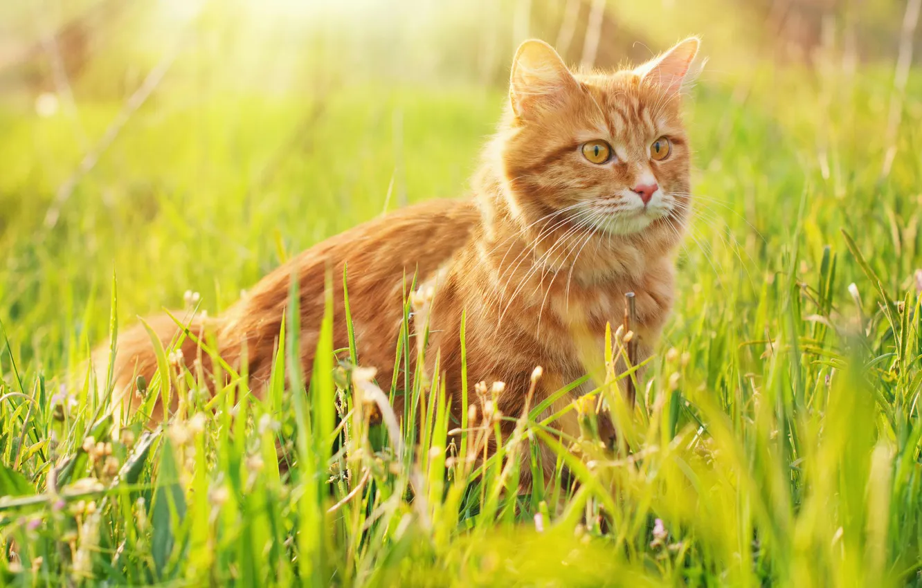 Wallpaper cat, cat, look, pose, face for mobile and desktop, section ...