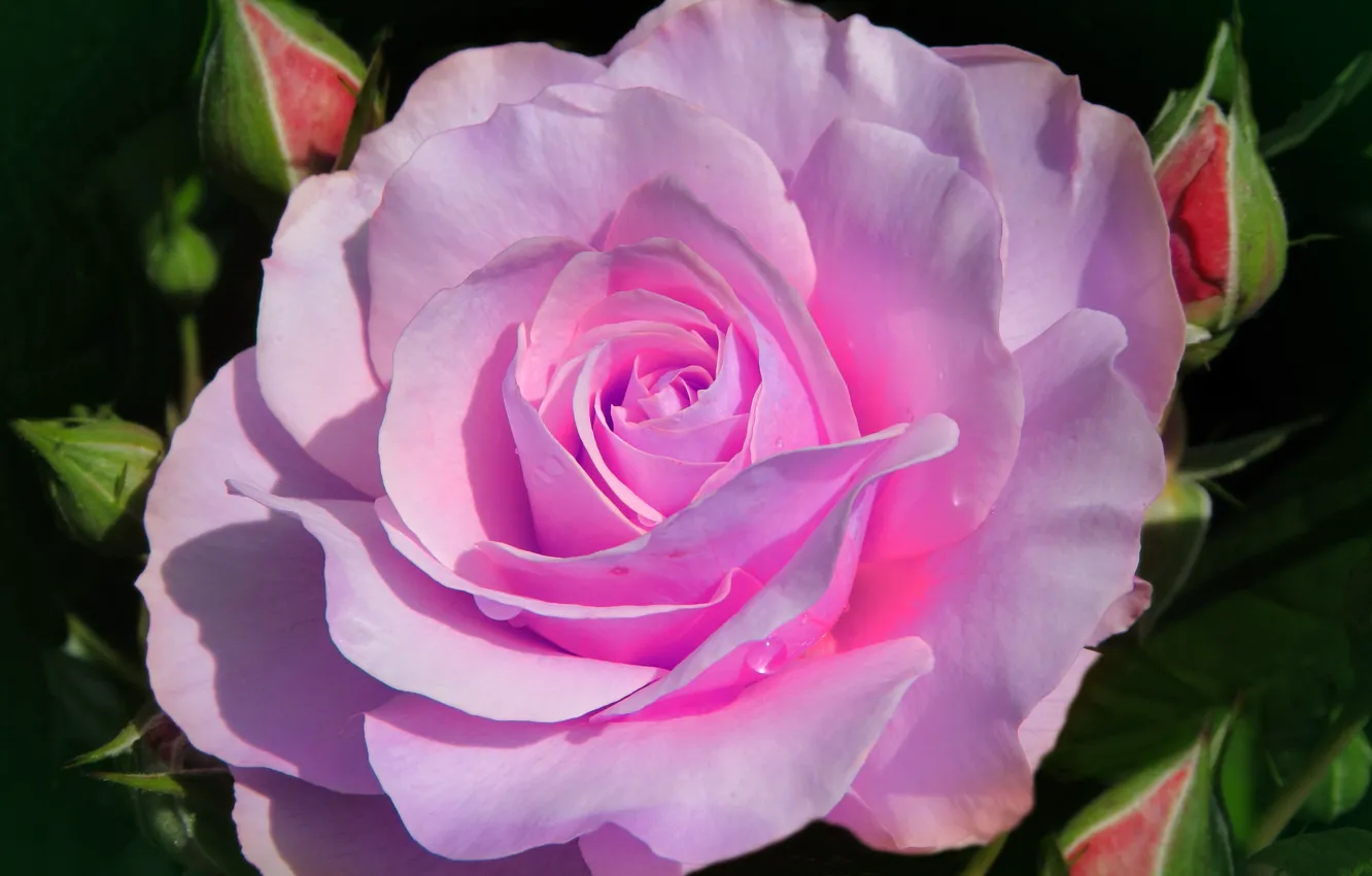 Wallpaper summer, roses, backlight for mobile and desktop, section ...