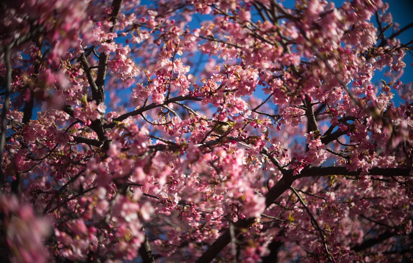 Wallpaper Sakura, bird, flowering for mobile and desktop, section ...