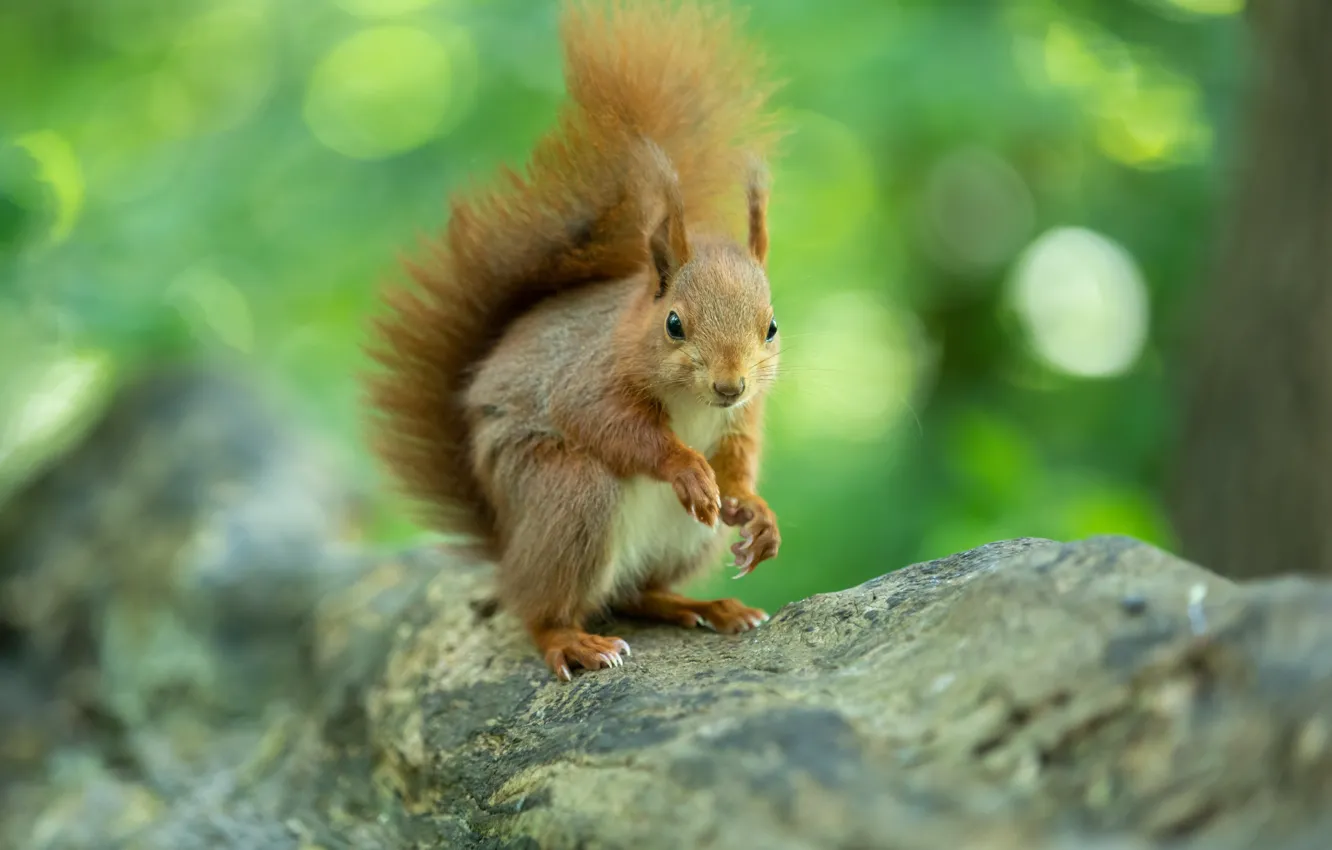 Wallpaper nature, pose, protein, green background, bokeh, rodent for ...
