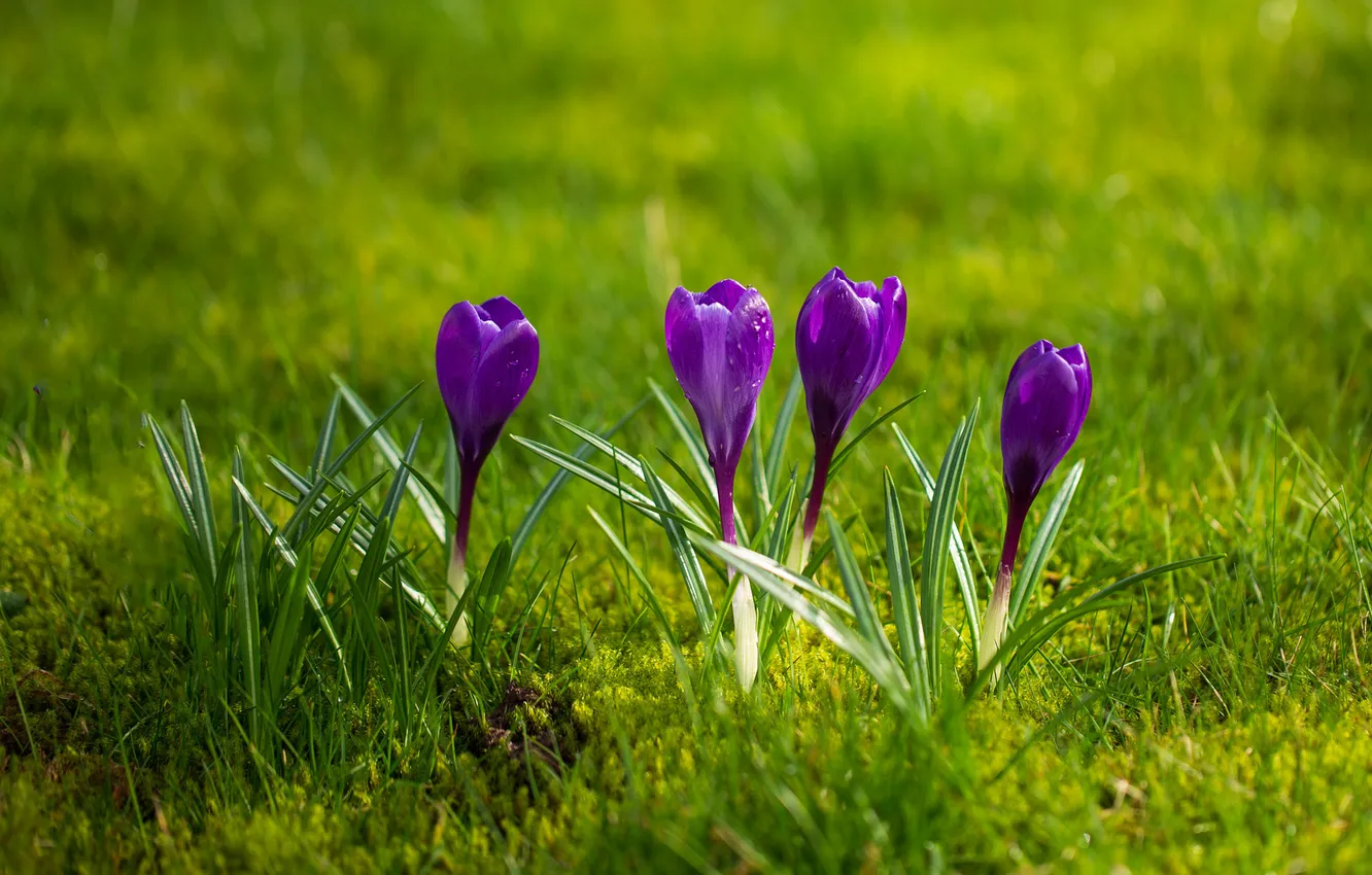 Wallpaper greens, grass, drops, glade, spring, purple, crocuses ...