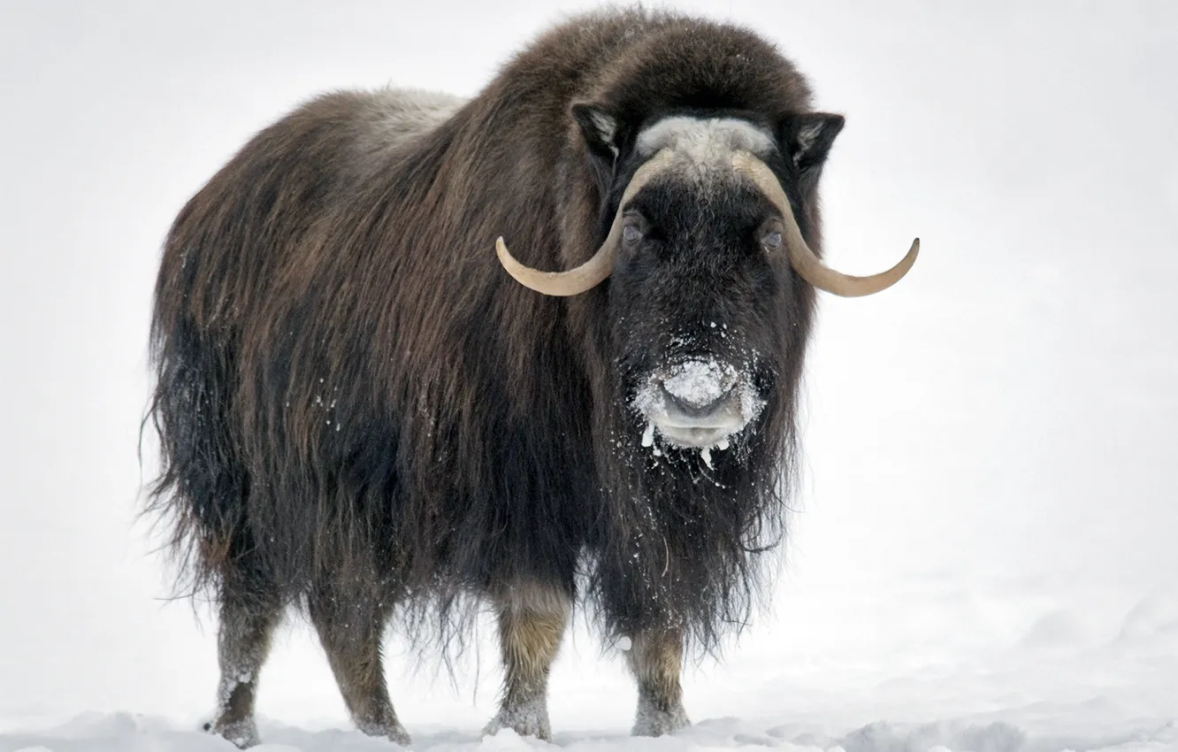 Wallpaper animal, wildlife, mammal, Muskox, hoofed for mobile and ...