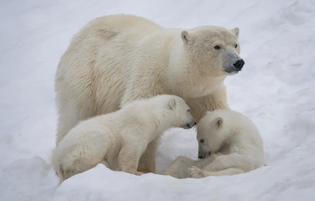 Wallpaper snow, bear, cub, polar bears, bear, Polar bears for mobile and desktop, section ...