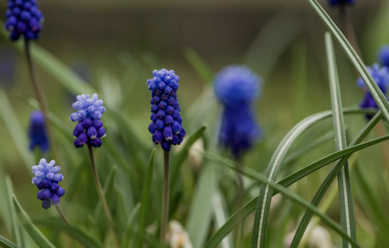 Wallpaper macro, flowers, nature, spring, muskarci for mobile and ...