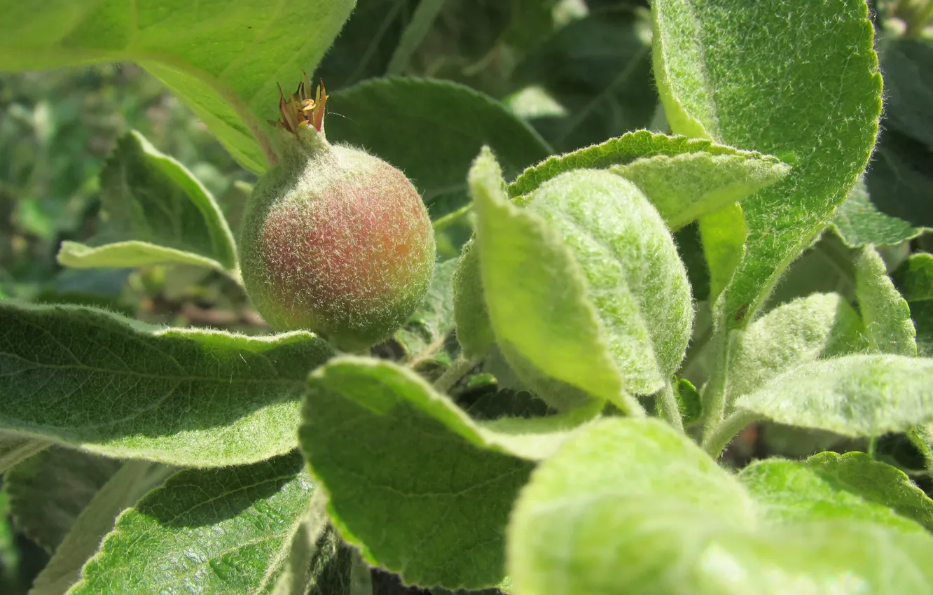 Wallpaper leaves, apples, spring, beautiful for mobile and desktop ...