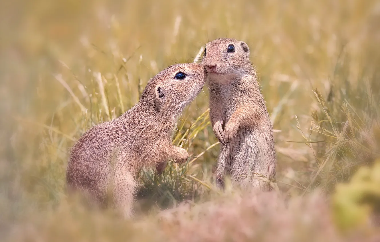 Wallpaper field, grass, look, pose, face, a couple, Duo, gopher for mobile and desktop, section ...