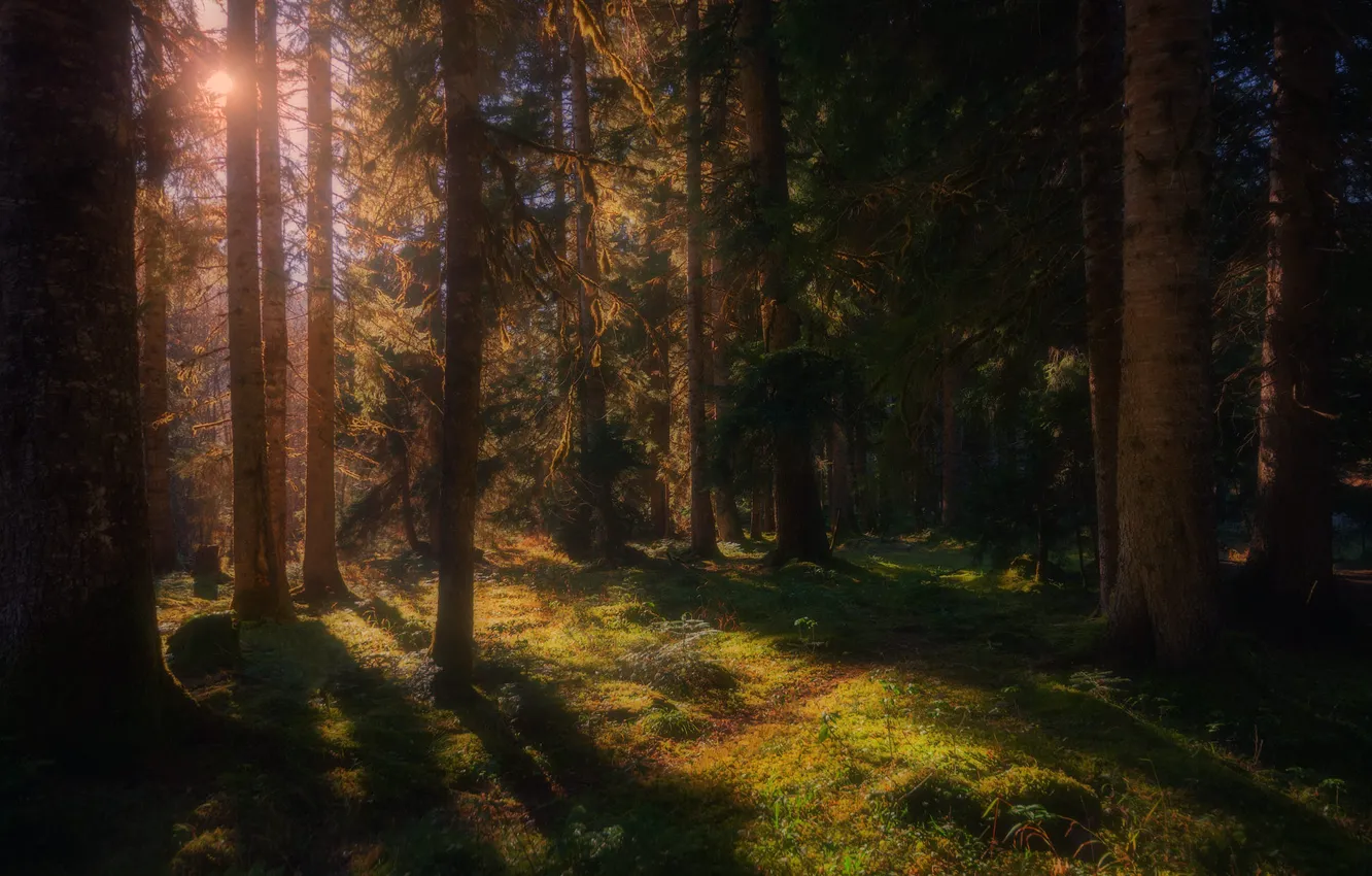 Wallpaper forest, light, trees for mobile and desktop, section природа ...
