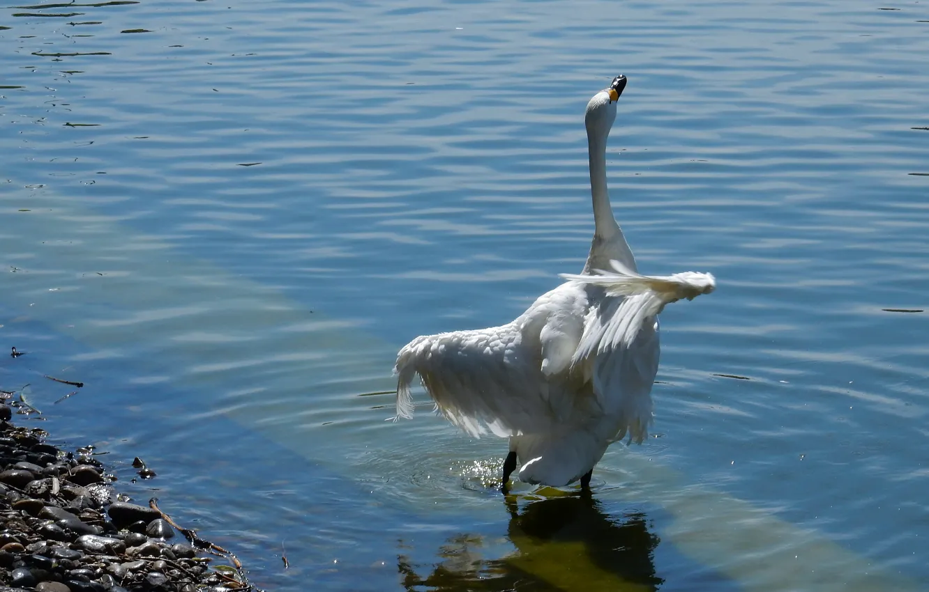 Wallpaper animals, white, lake, pond, river, background, widescreen ...