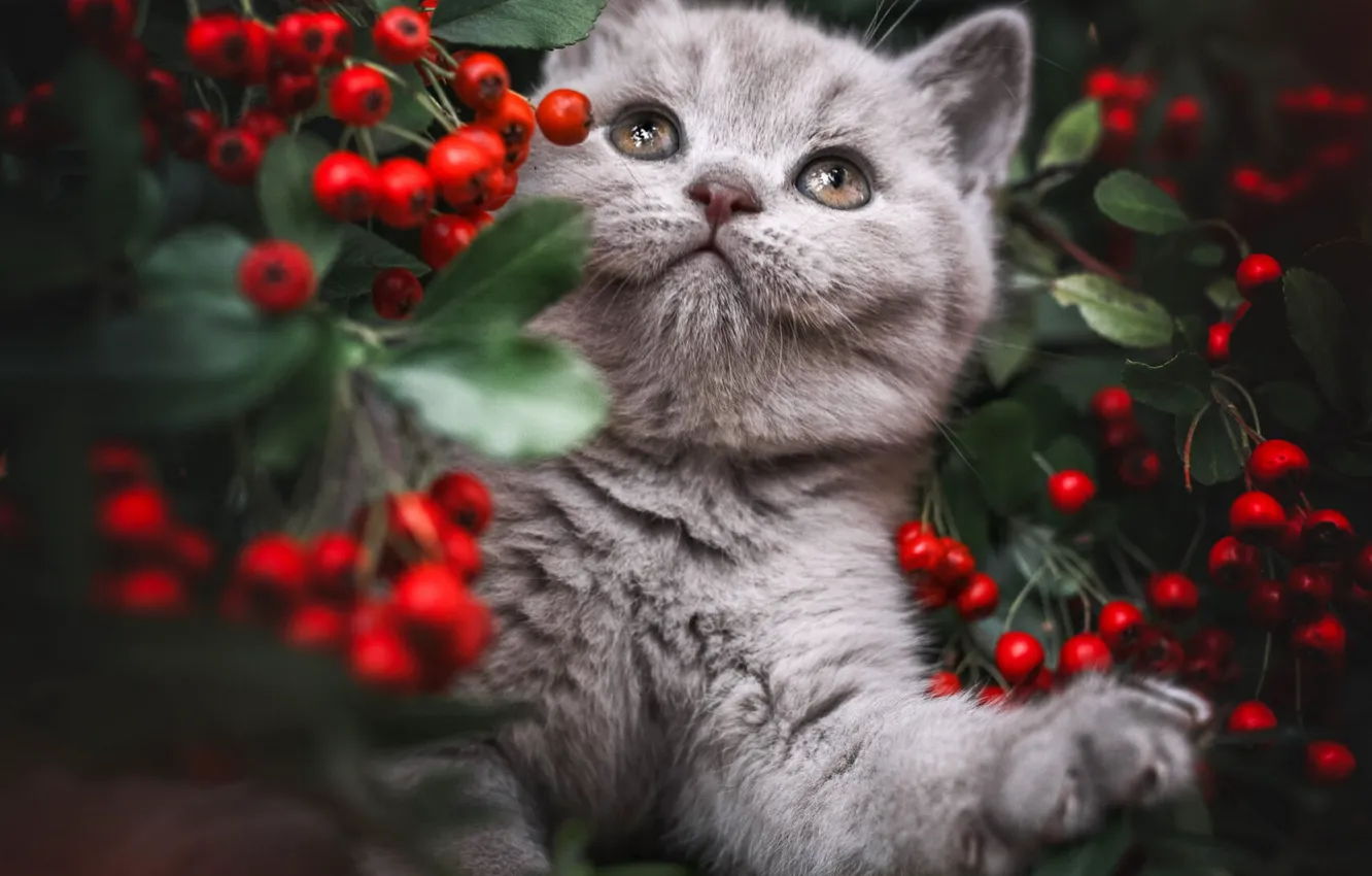 Wallpaper cat, look, pose, berries, sweetheart, kitty, face, Rowan for ...
