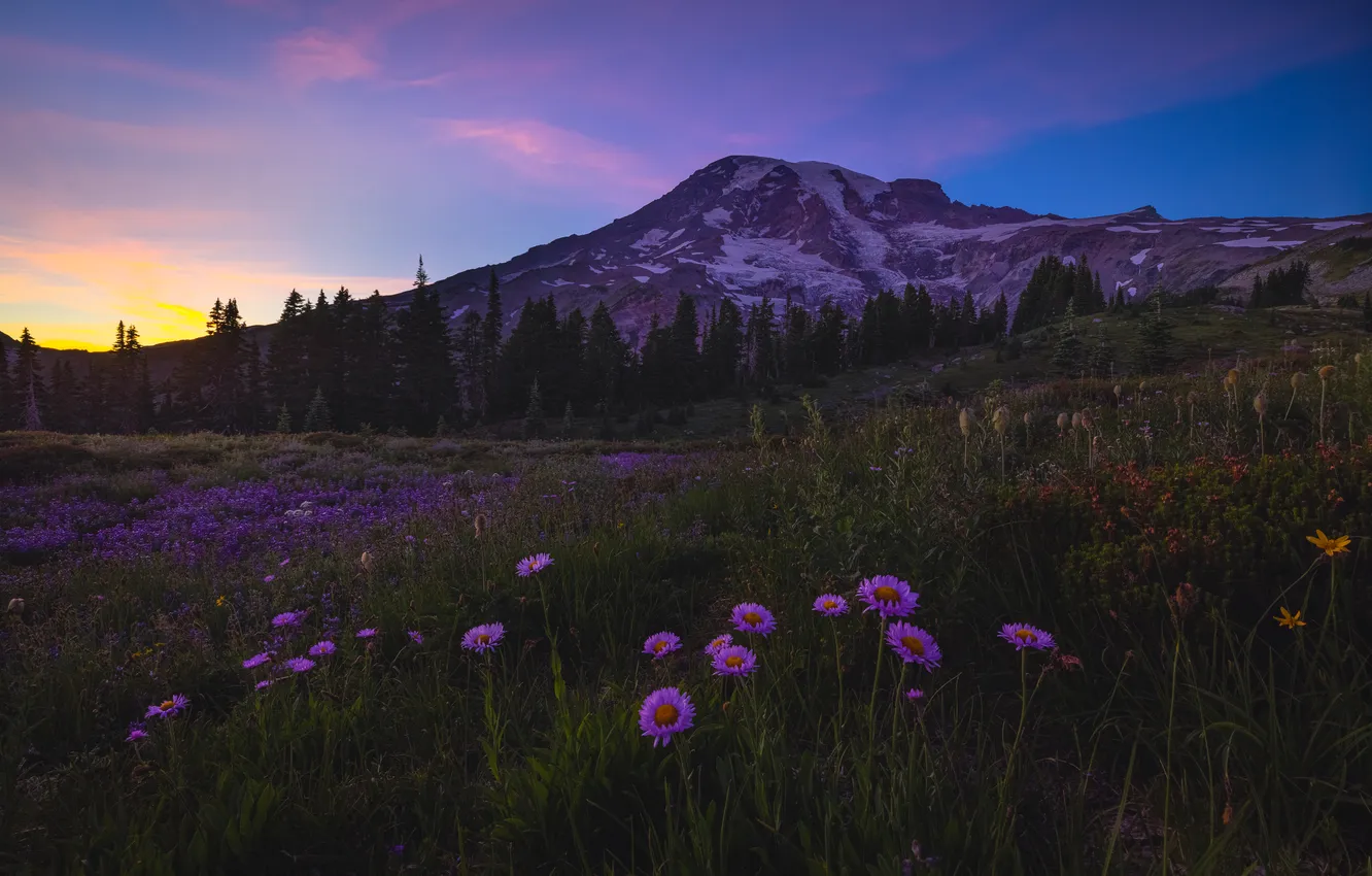 Wallpaper flowers, mountains, twilight for mobile and desktop, section ...