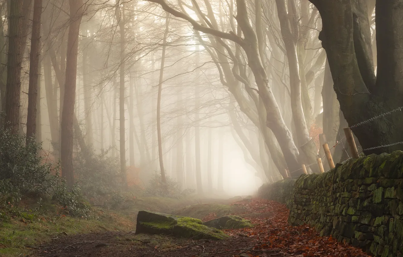Wallpaper autumn, forest, fog, stones, path for mobile and desktop ...