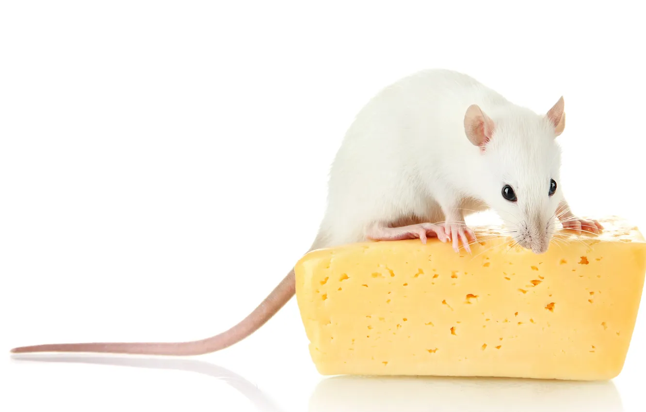 Wallpaper One, photo, shot, pet, rat, mouse, nose, mammal for mobile ...