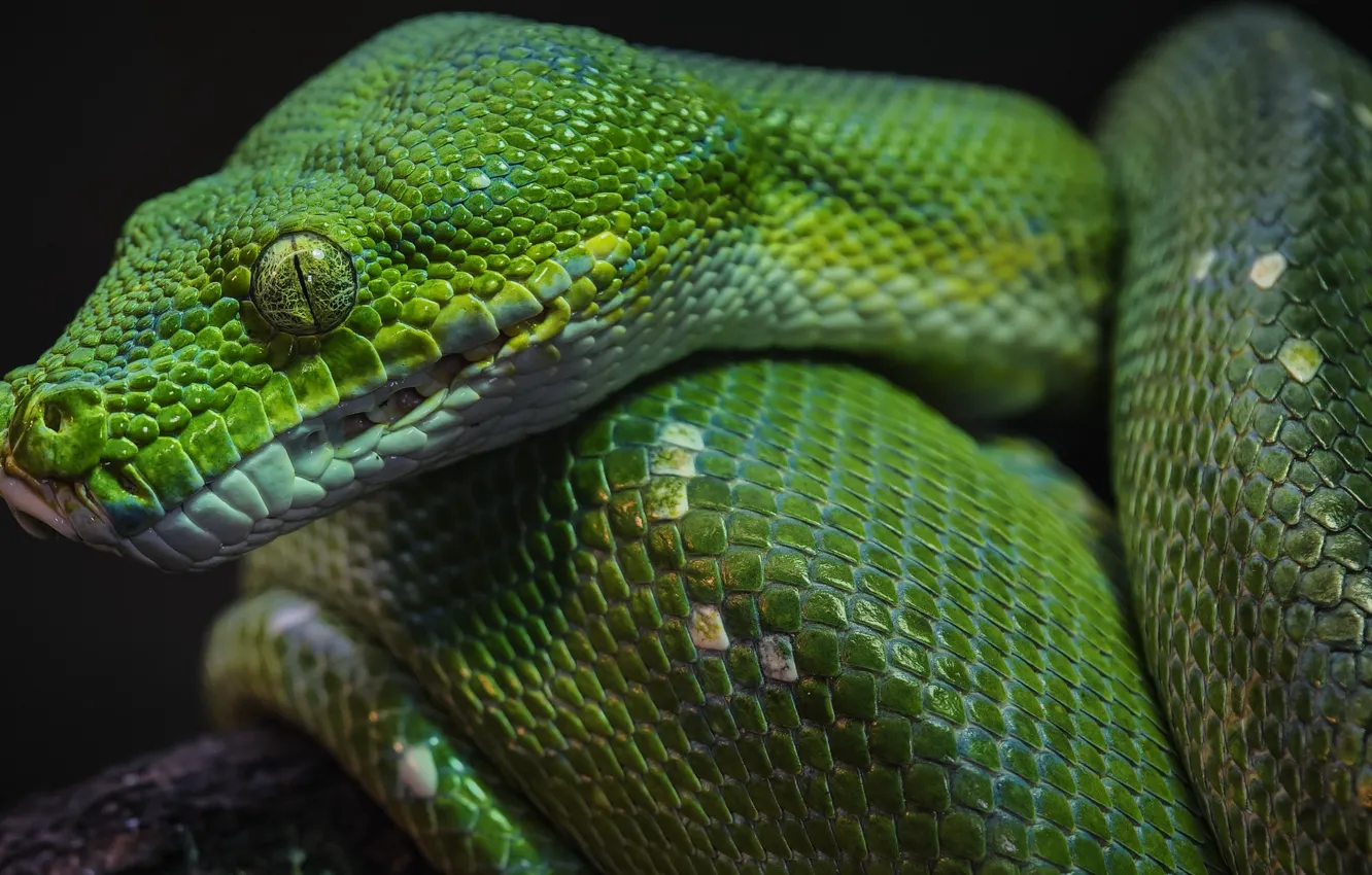 Wallpaper nature, background, snake for mobile and desktop, section ...