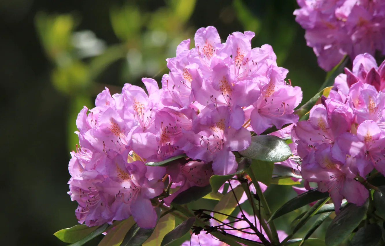 Wallpaper pink, Azalea, rhododendrons for mobile and desktop, section ...