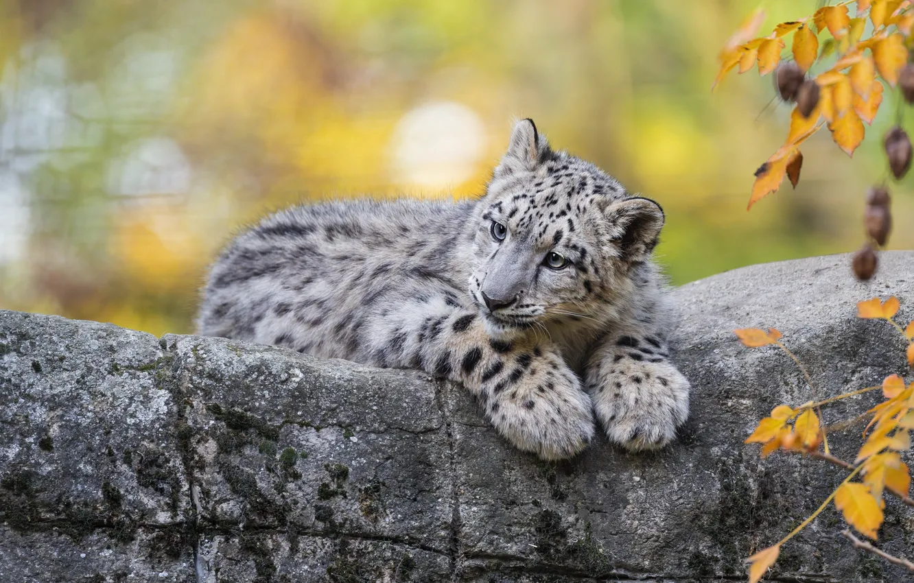 Wallpaper nature, pose, lies, snow leopard, cub for mobile and desktop ...