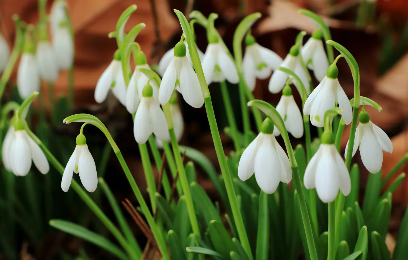 Wallpaper greens, leaves, flowers, stems, spring, snowdrops, white ...