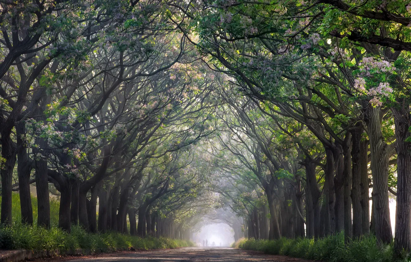 Wallpaper trees, the city, street for mobile and desktop, section город ...