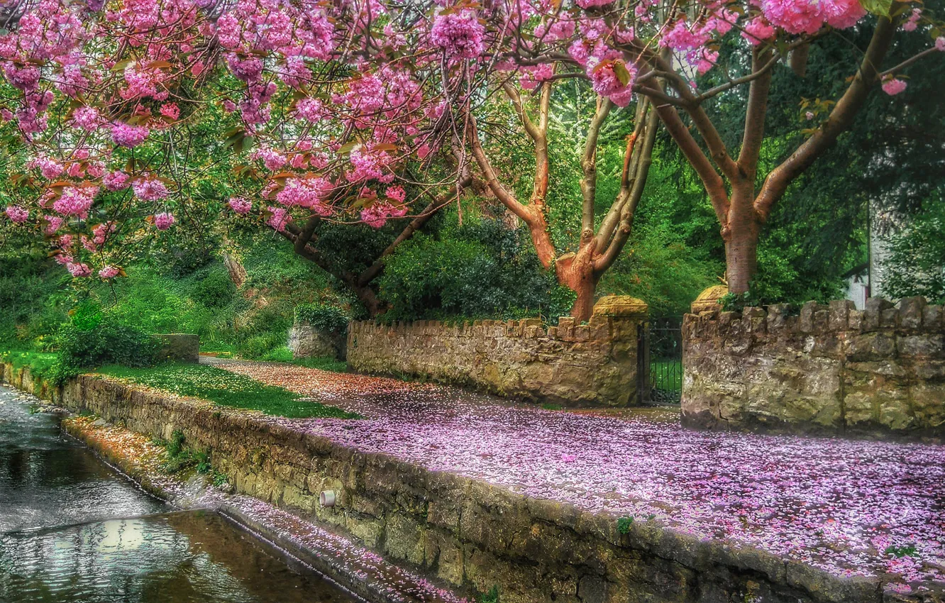 Wallpaper spring, Wales, flowering, water, the fence, trees, nature ...