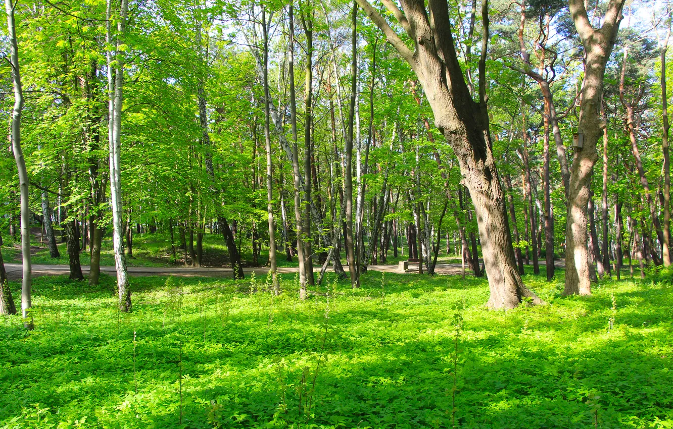 Wallpaper green, forest, trees, park, spring for mobile and desktop ...