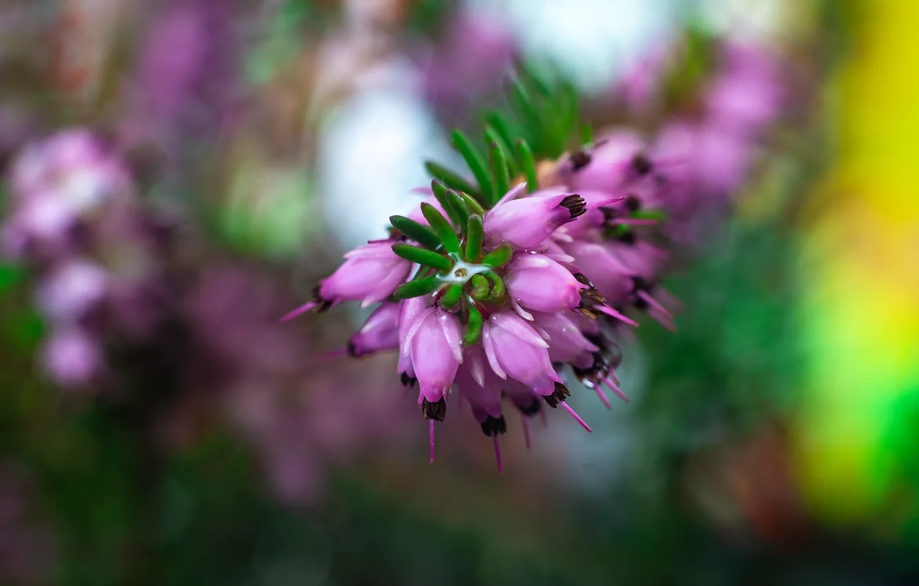 Wallpaper flowers, macro, background, blur, pink, Heather, spring for ...